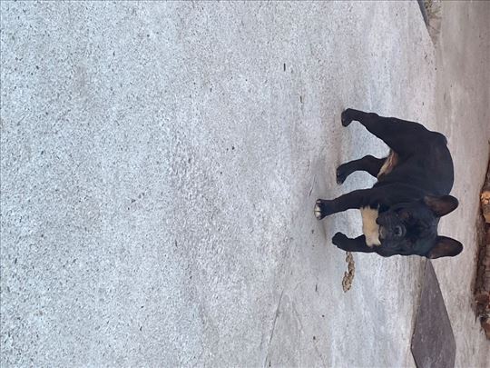 Francuski buldog, odrastao pas
