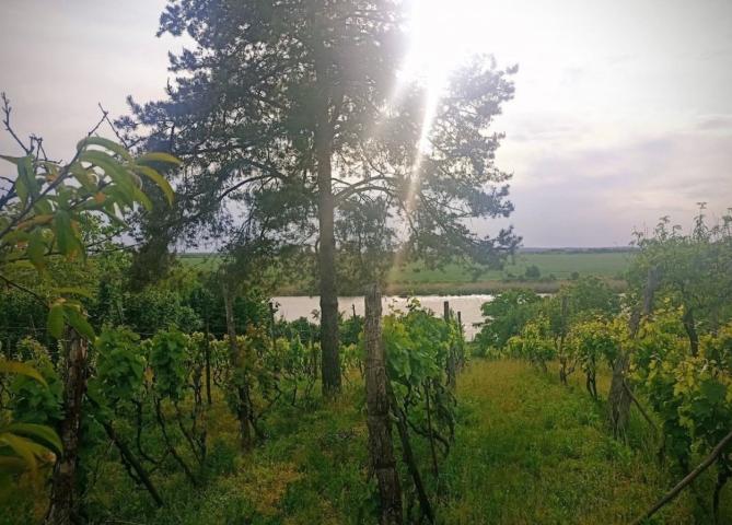 Vinograd na jezeru - 34 ara, Surčin