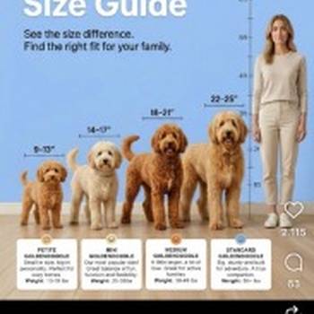 Goldendoodle prelepi štenci