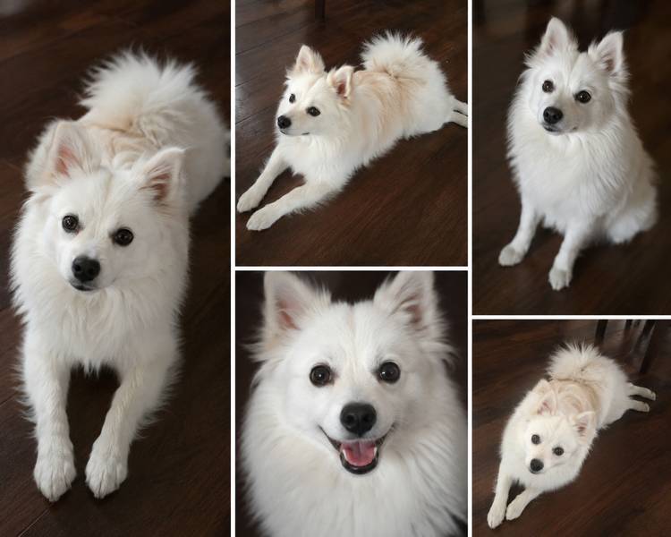 Pomeranac spic