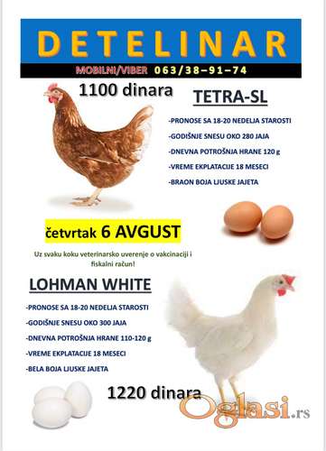 Prodaja mladih nosilja – dve hibridne linije za visoku nosivost jaja.