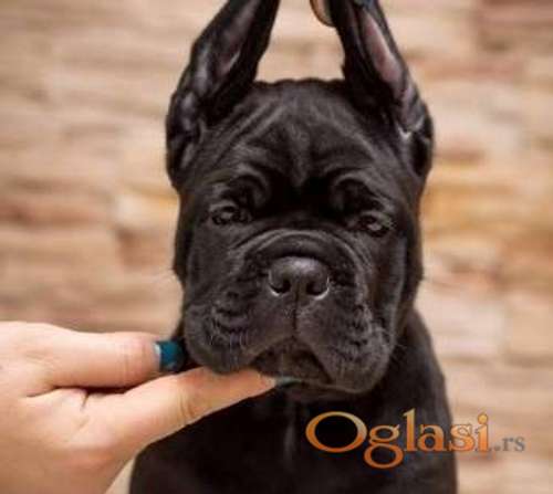 Cane Corso Kane Korso NOVO LEGLO