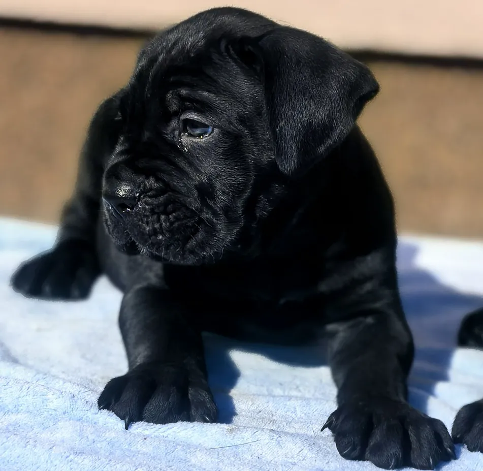 Cane Corso Kane Korso NOVO LEGLO