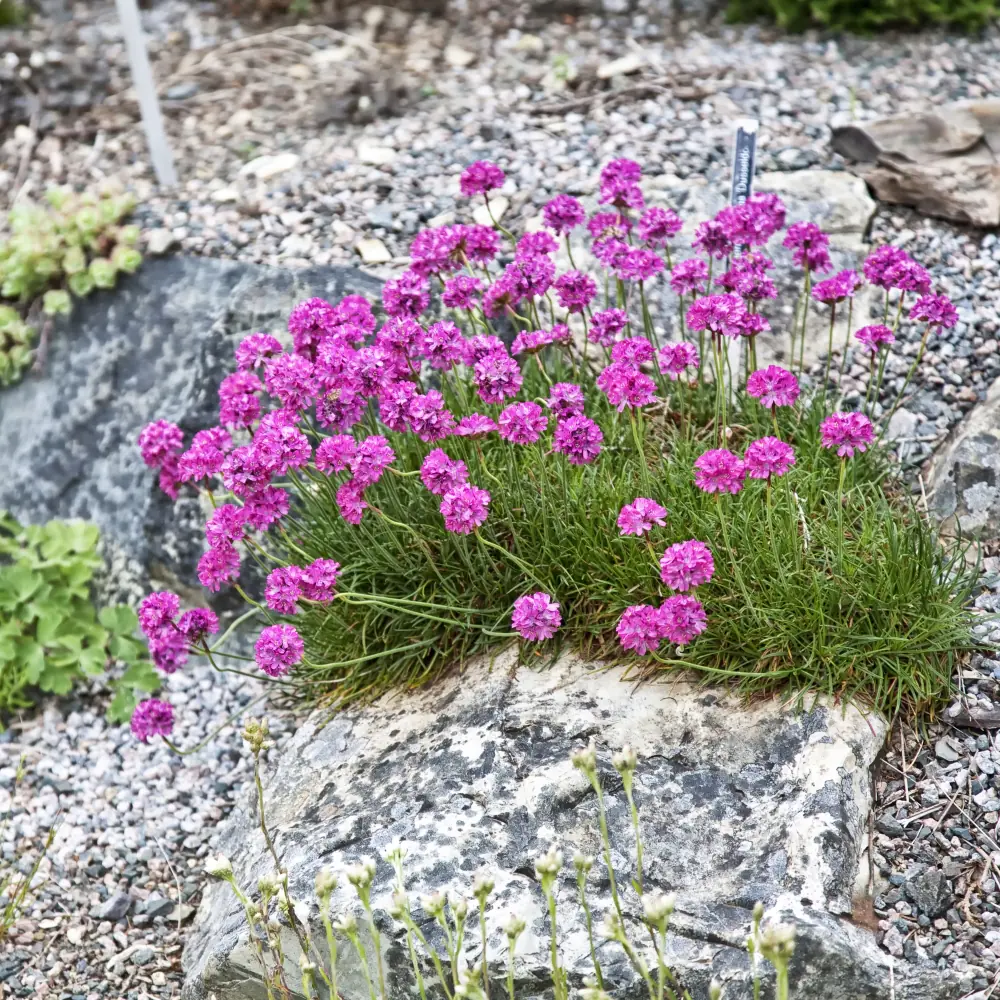 Armerija Roze