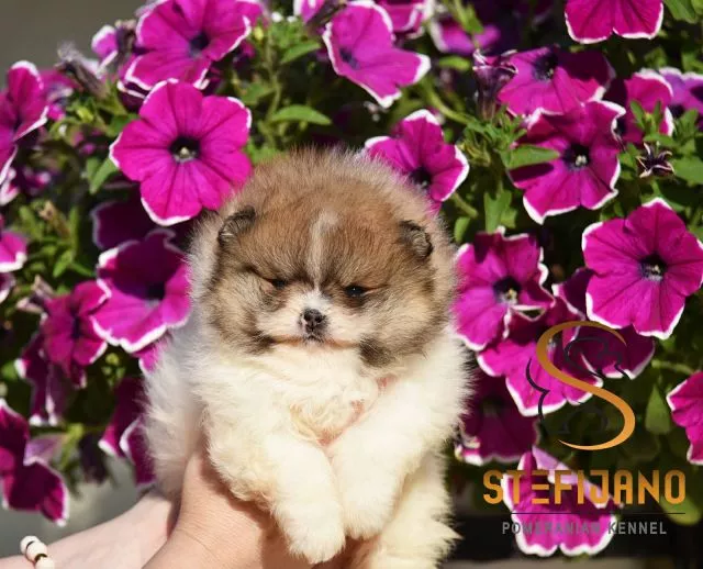 POMERANAC BOO PRELEPI ŠTENCI