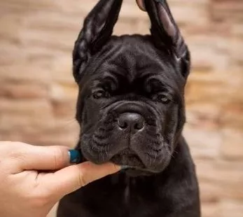 CANE CORSO KANE KORSO NOVO LEGLO