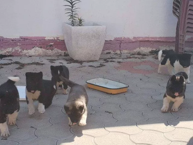 AMERICKA AKITA, ŠTENCI