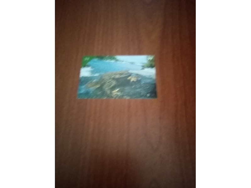 Životinjsko carstvo broj 99
