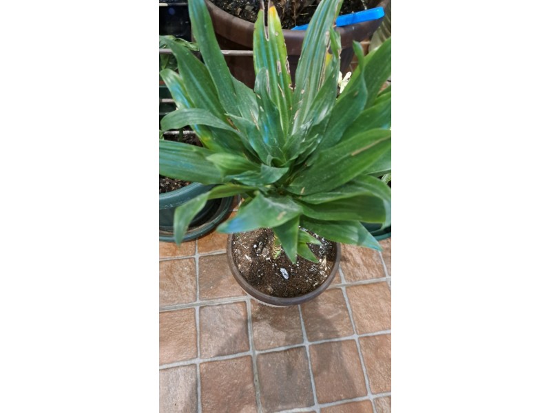 DRACENA KOMPAKTA 1
