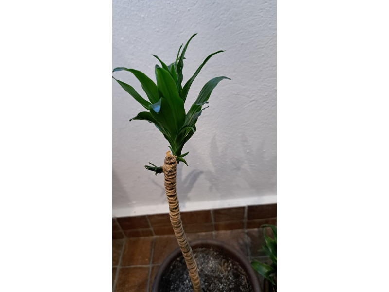 DRACENA KOMPAKTA 3