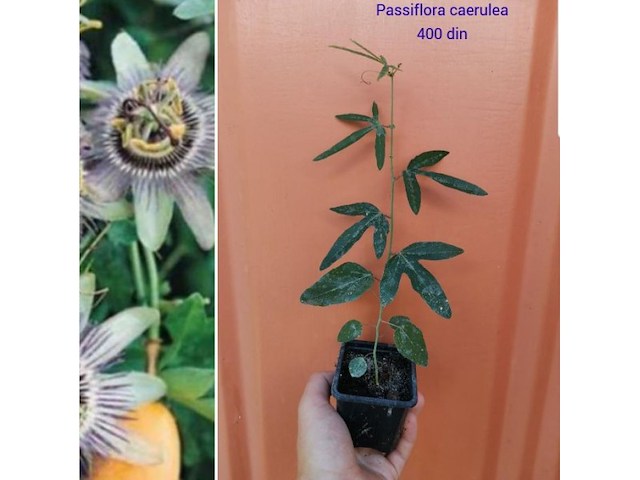 Passiflora caerulea