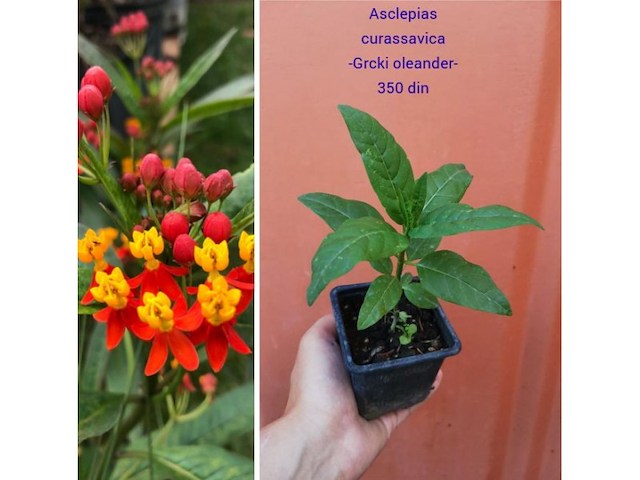 Asclepias curassavica (Grcki oleander)