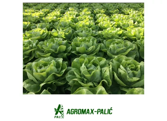 Seme salate Singapore - 5000 semena