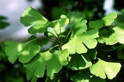 Ginko biloba