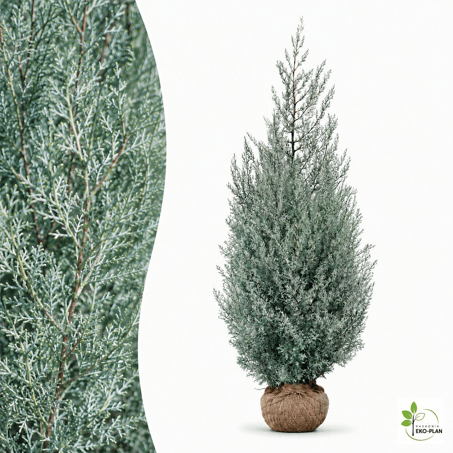 Arizonski čempres - Cupressus arizonica busen 150cm