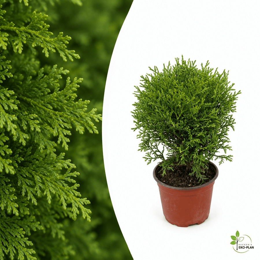 Thuja occ. little giant