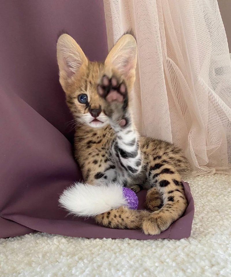 Nudimo mačiće rase Savannah, serval i karakal.