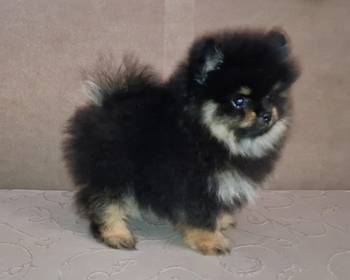 Pomeranac muzjak ❲ 500 eur ❳