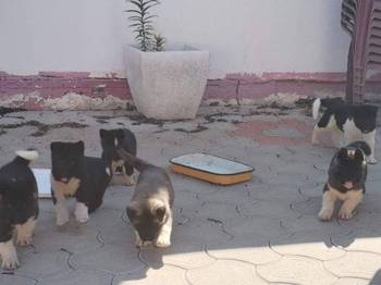 Americka Akita, štenci