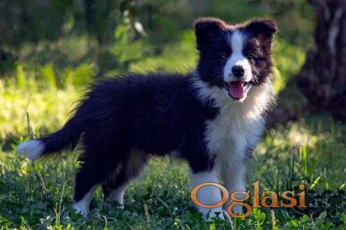 Border Collie - Border koli štenad