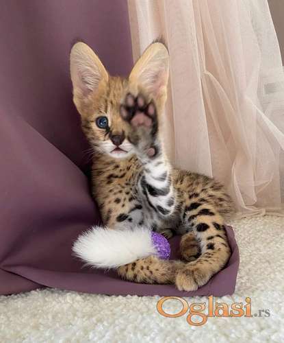 Nudimo mačiće rase Savannah, serval i karakal.