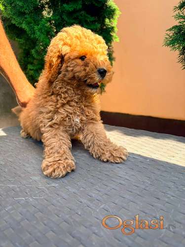 Mini pudla