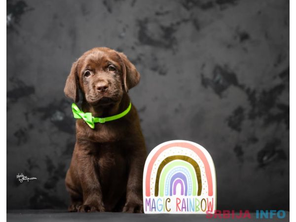 Crni i braon mužjak Labrador retrivera