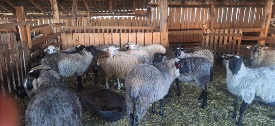 Prodajem 15 jagnadi od 30 do 40 kg