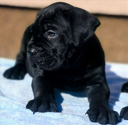 Cane Corso Kane Korso novo leglo
