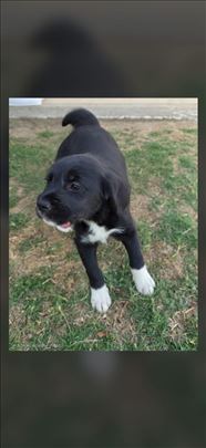 Labrador retriver, štene