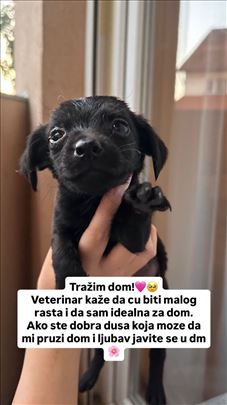 Mešanac, štene