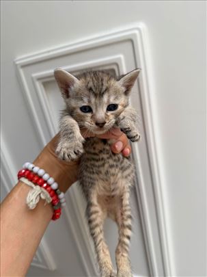 Poklanjamo macu