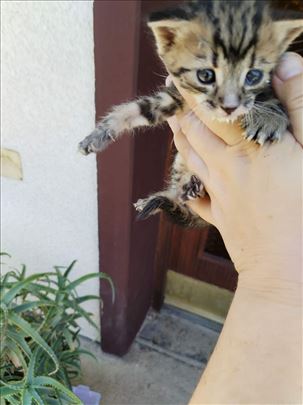 Bengalska , mače