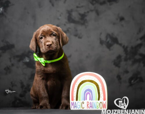 Crni i braon mužjak Labrador retrivera