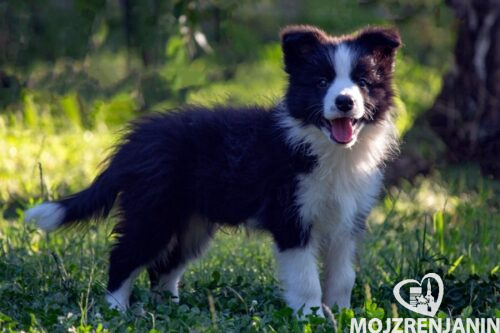 Border Collie – Border koli štenad