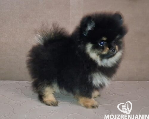 Pomeranac muzjak