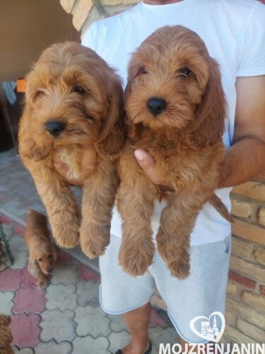 Cockapoo štenci