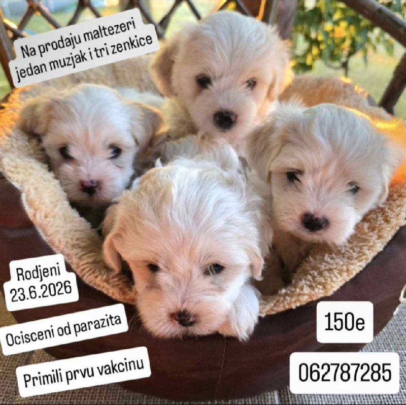 Na prodaju maltezeri Jedan mužjak i tri ženkice.
