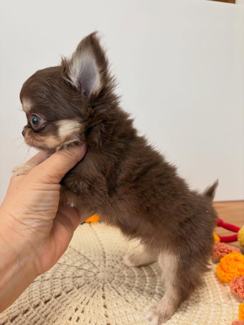 Chihuahua Puppy Available for Adoption