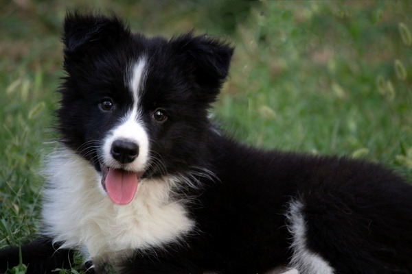 Border Collie - Border koli štenad