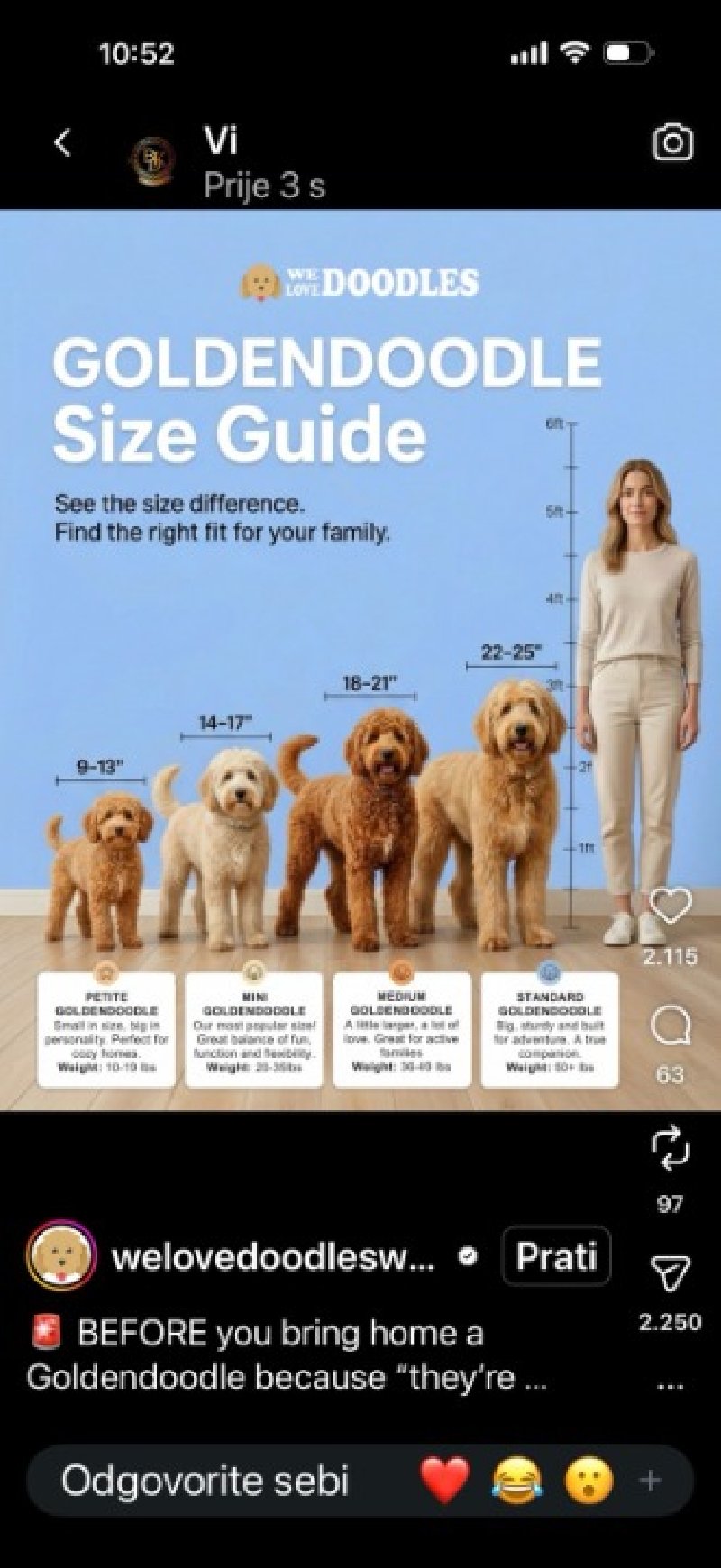 Goldendoodle štenci
