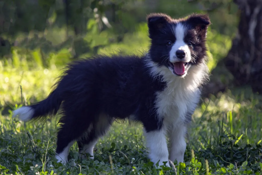 Border Collie - Border koli štenad