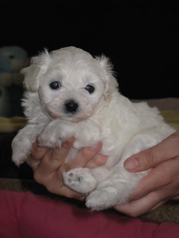 maltezer