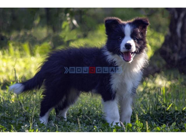 Border Collie-Border koli štenad