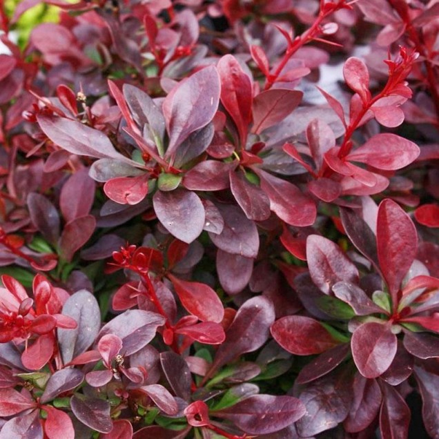 Patuljasti berberis