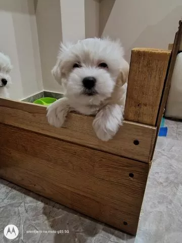 MINI MALTEZER