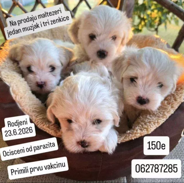 NA PRODAJU MALTEZERI JEDAN MUŽJAK I TRI ŽENKICE