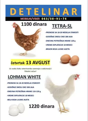 PRODAJA NOSILJA – HIBRIDI ZA JAJA TETRA‑SL I LOHMAN WHITE.