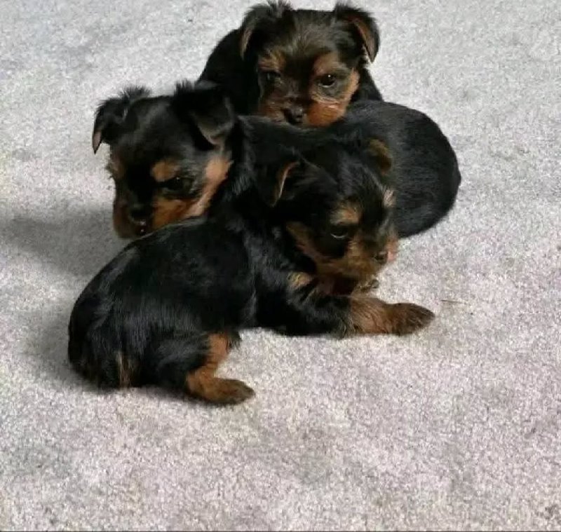 Yorkshire Terrier (Yorkie) Puppy Available for Ado