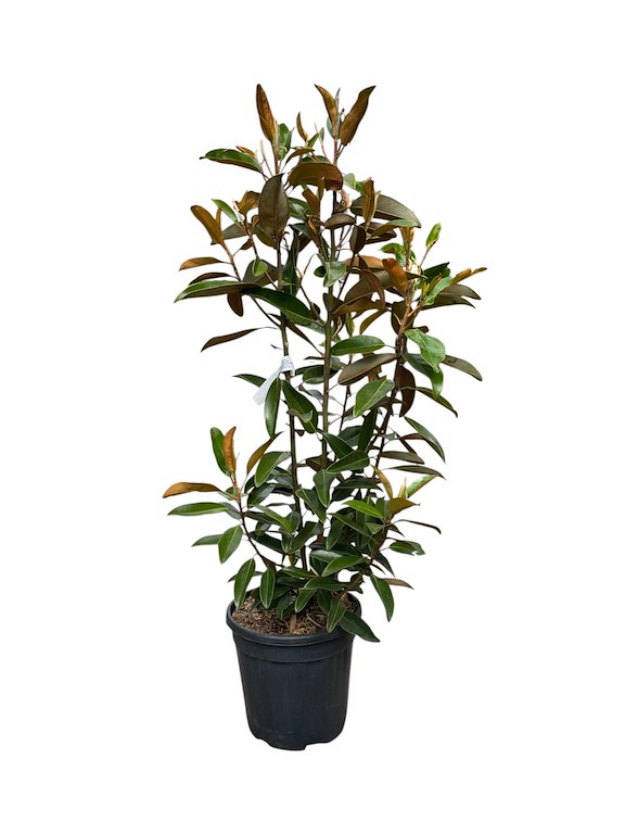 Magnolija zimzelena
